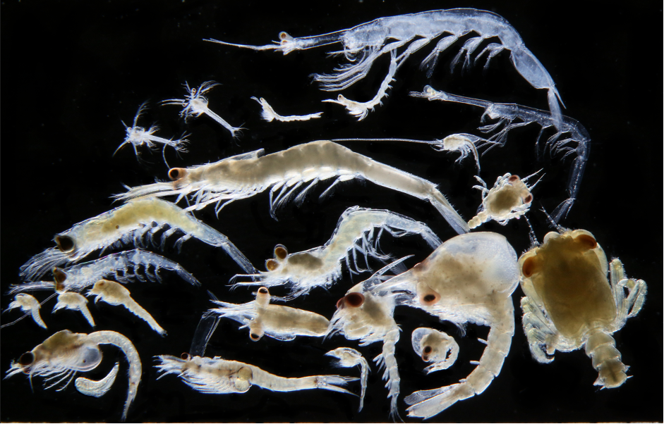 Are zooplankton the key to climate models? | Research Communities by ...