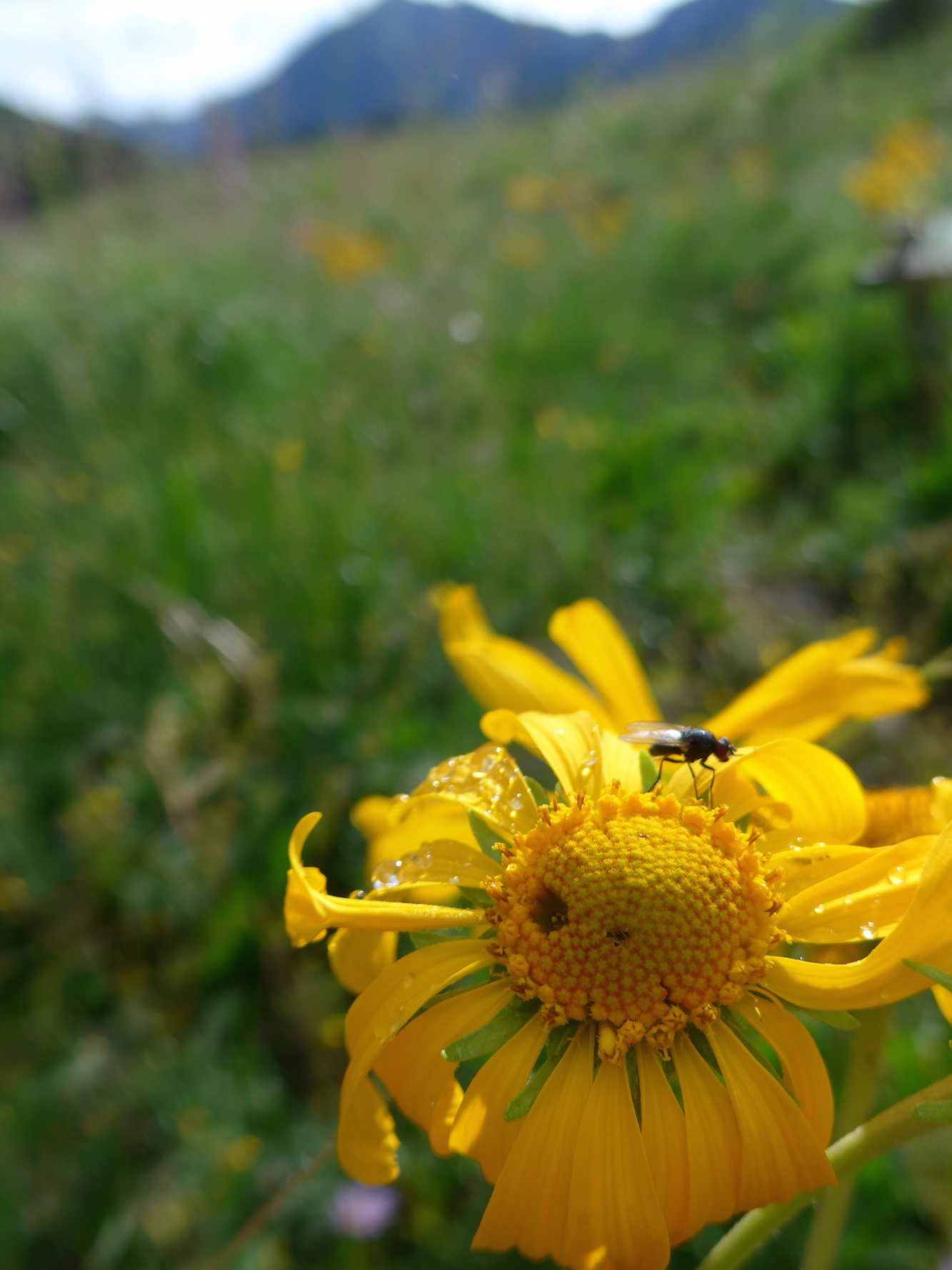 Predicting trophic mismatch under climate change | Research Communities ...