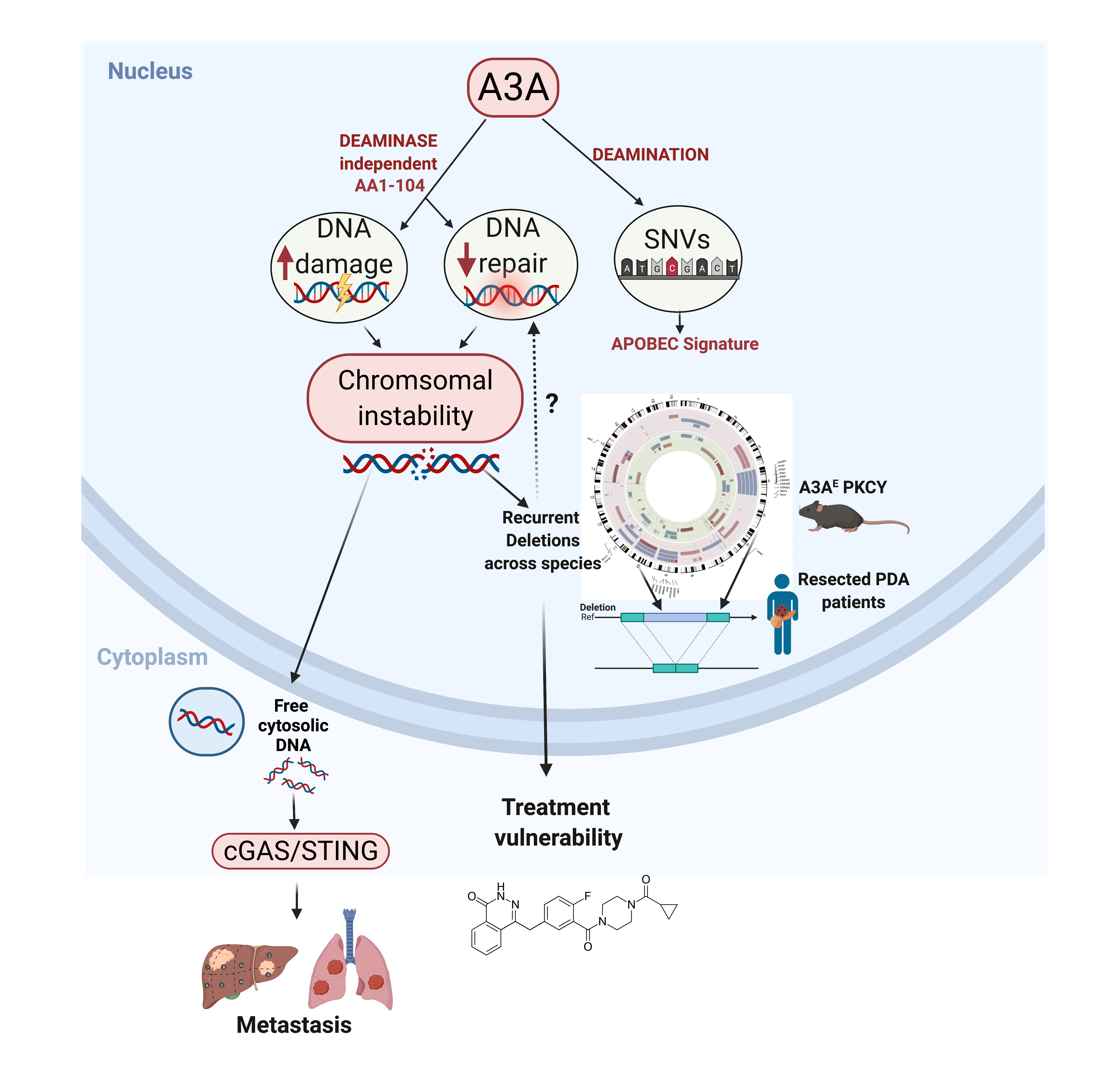 APOBEC3A – a causative agent in cancer-related chromosomal instability ...