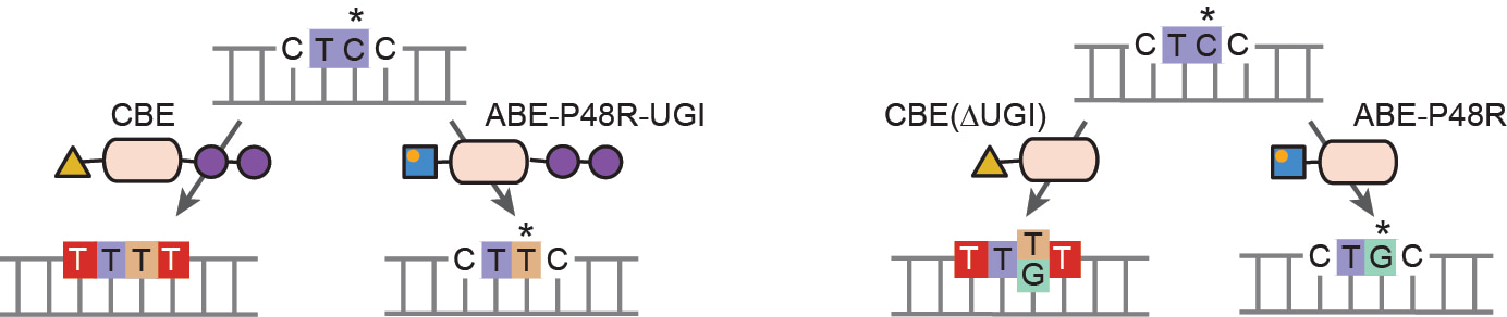 Adenine base editors engineering reduces editing of bystander cytosines ...