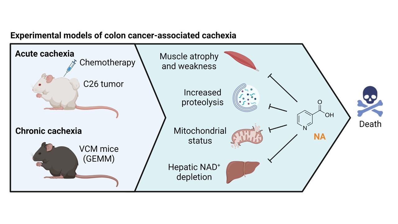 NAD+ repletion with niacin counteracts cancer cachexia | Research ...