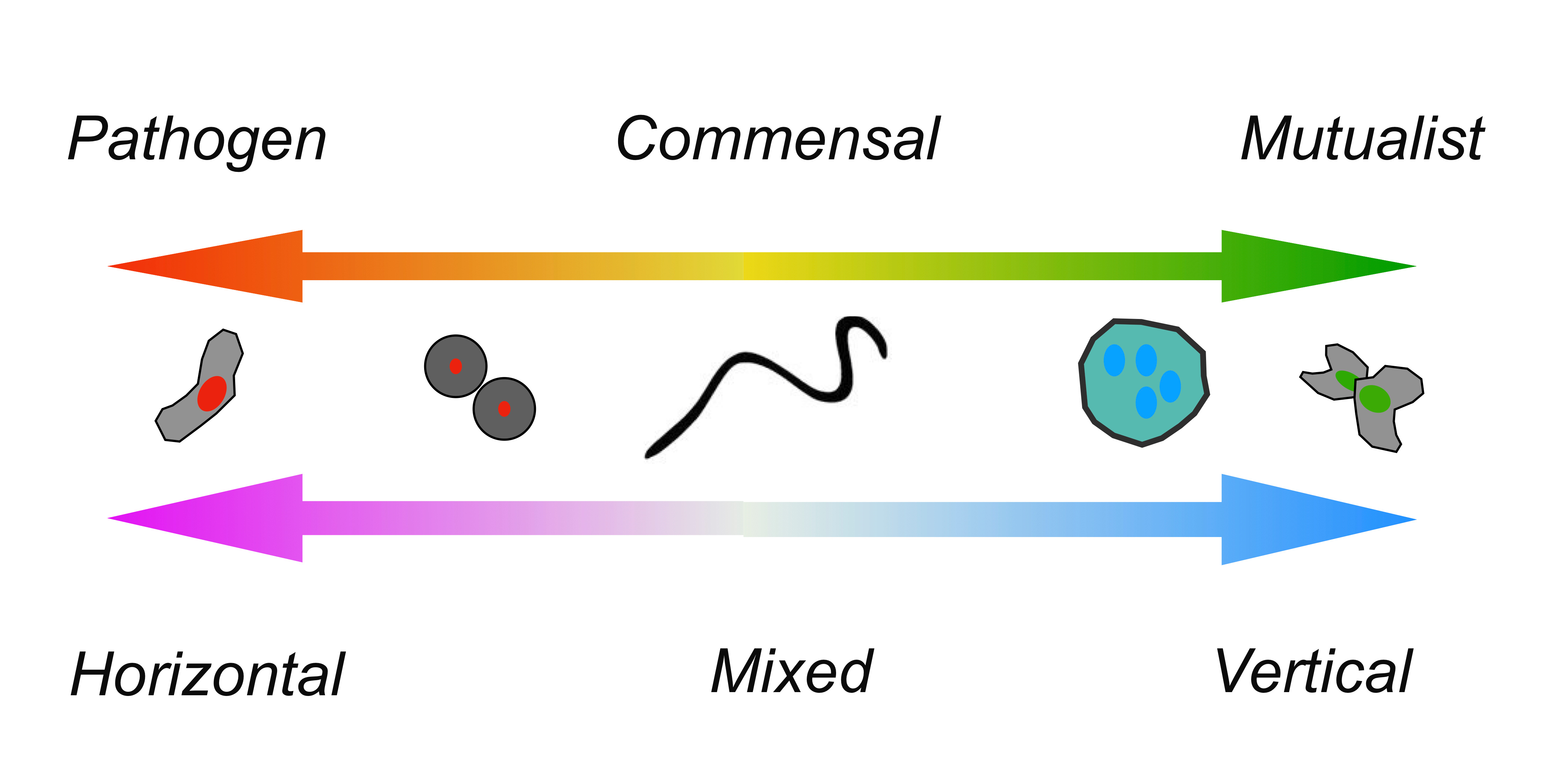 A step towards enlisting symbiotic microbes in the fight against ...