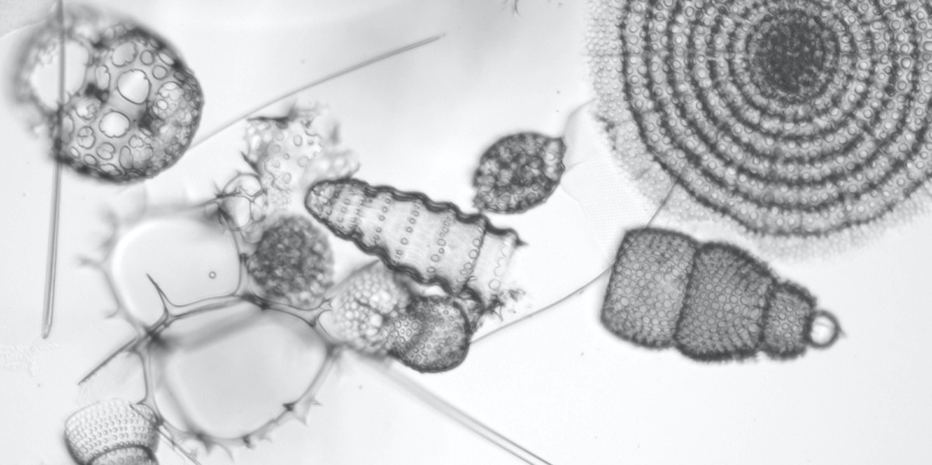 Marine plankton show threshold extinction response to Neogene climate ...