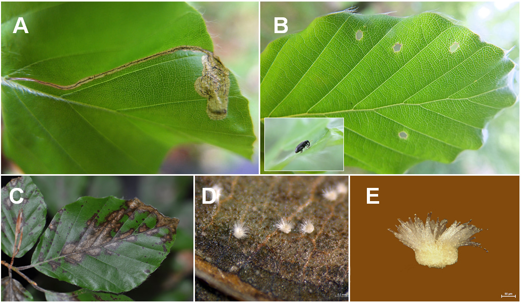 Insect herbivory facilitates the establishment of an invasive plant ...
