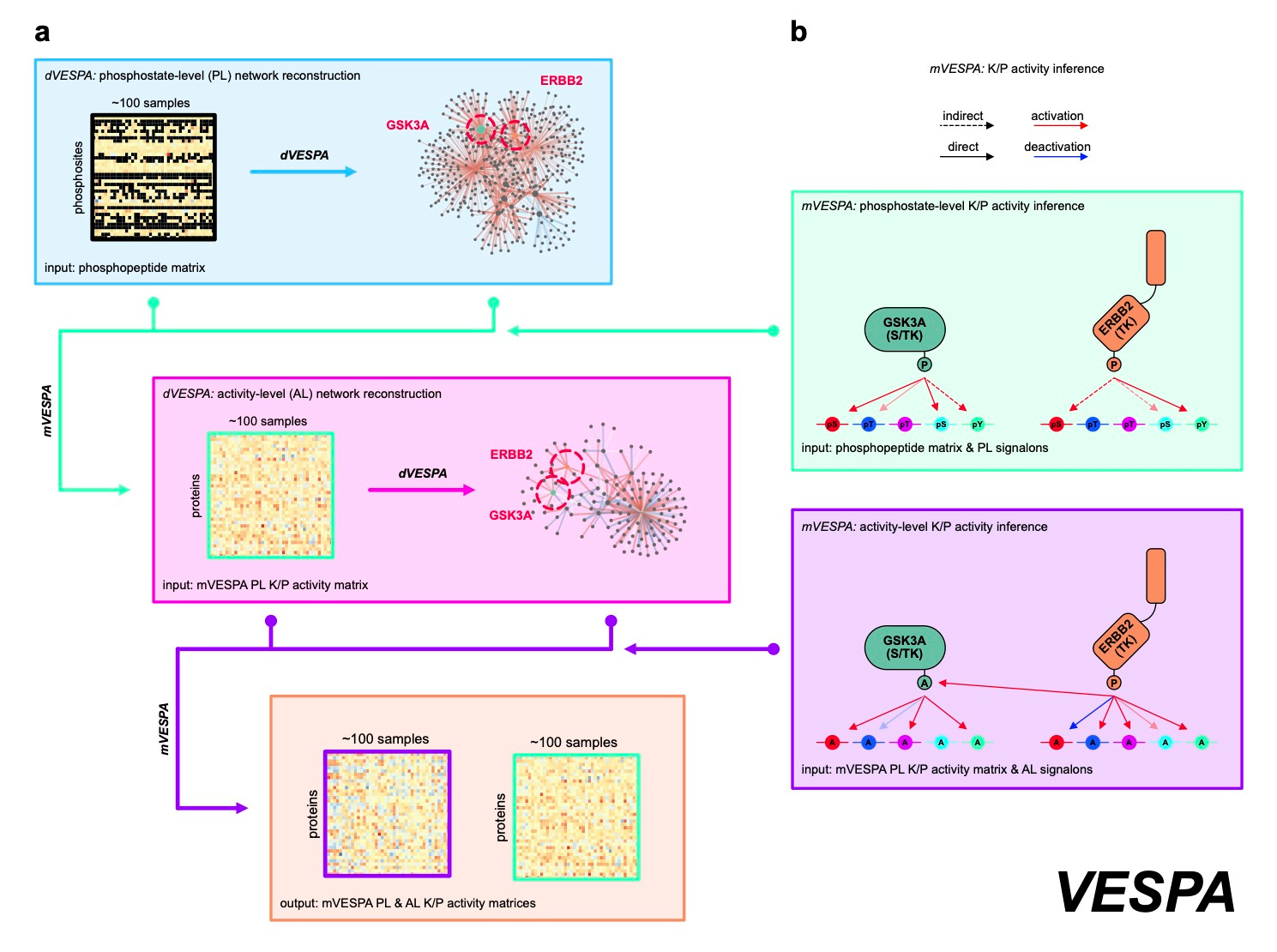 VESPA: Unlocking the covert pathways of resistance to targeted cancer ...