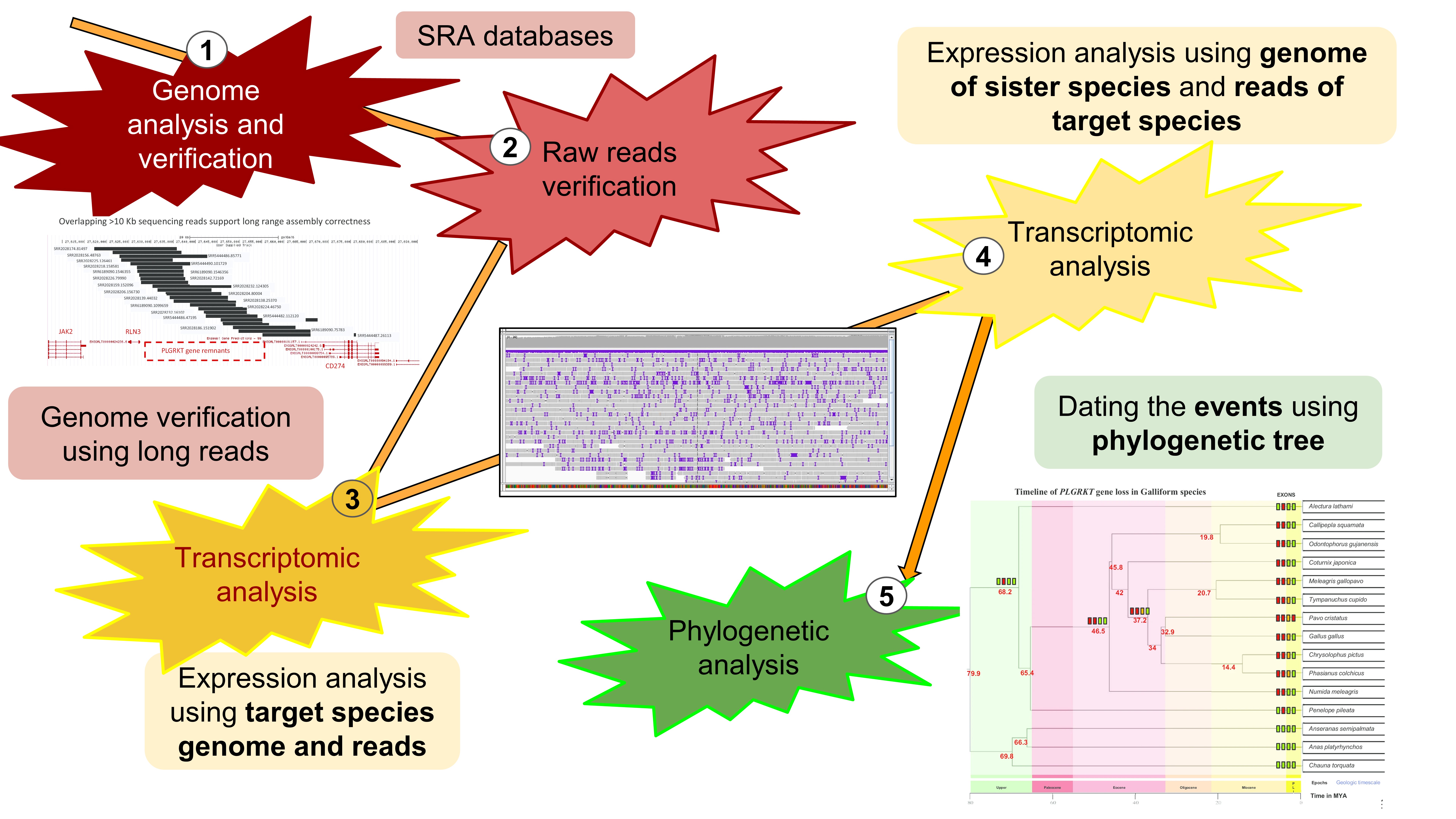 When DNA words started to repeat and took over the world! | Research ...