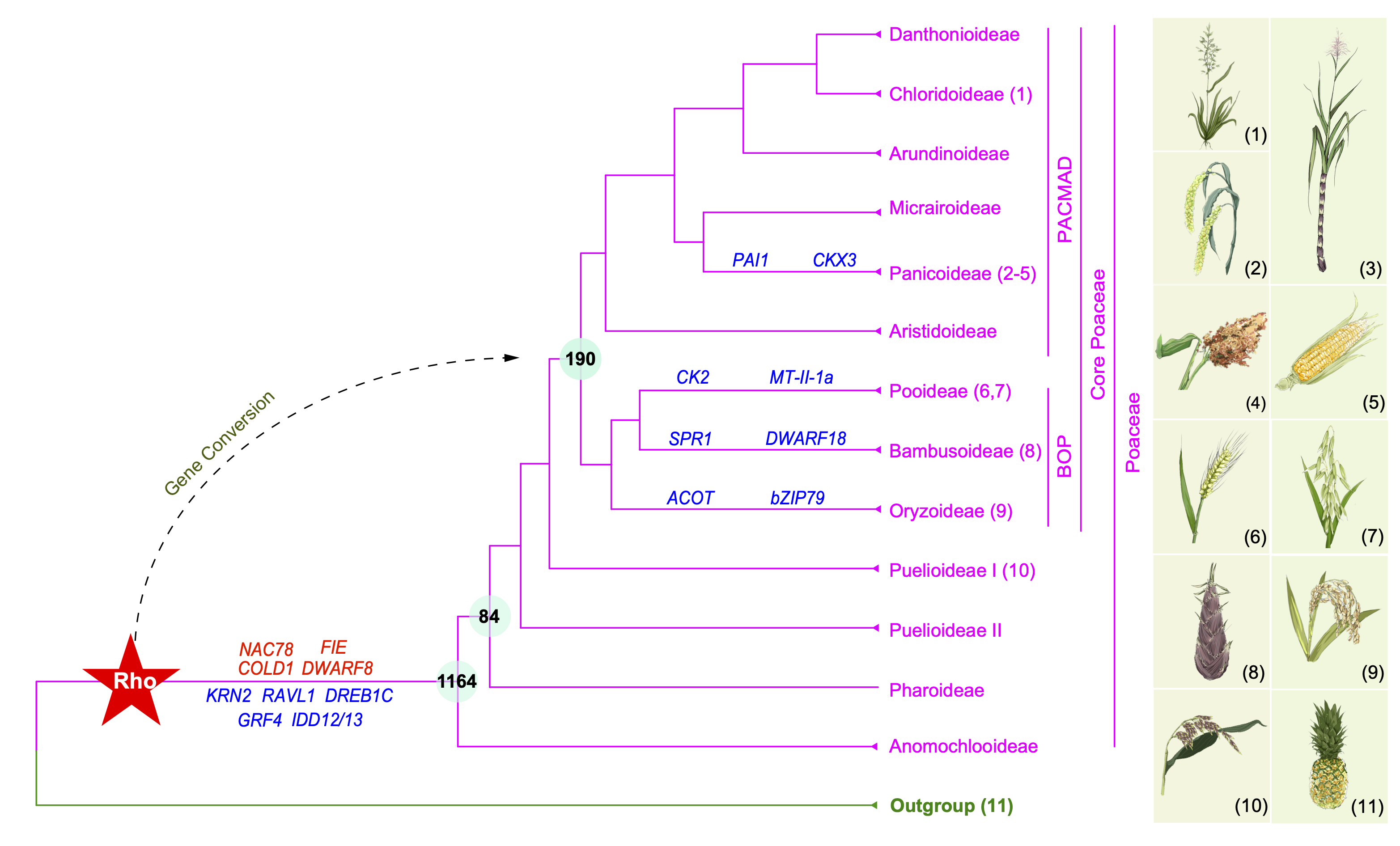 Differential inheritance of gene content among maize, rice, wheat, and ...