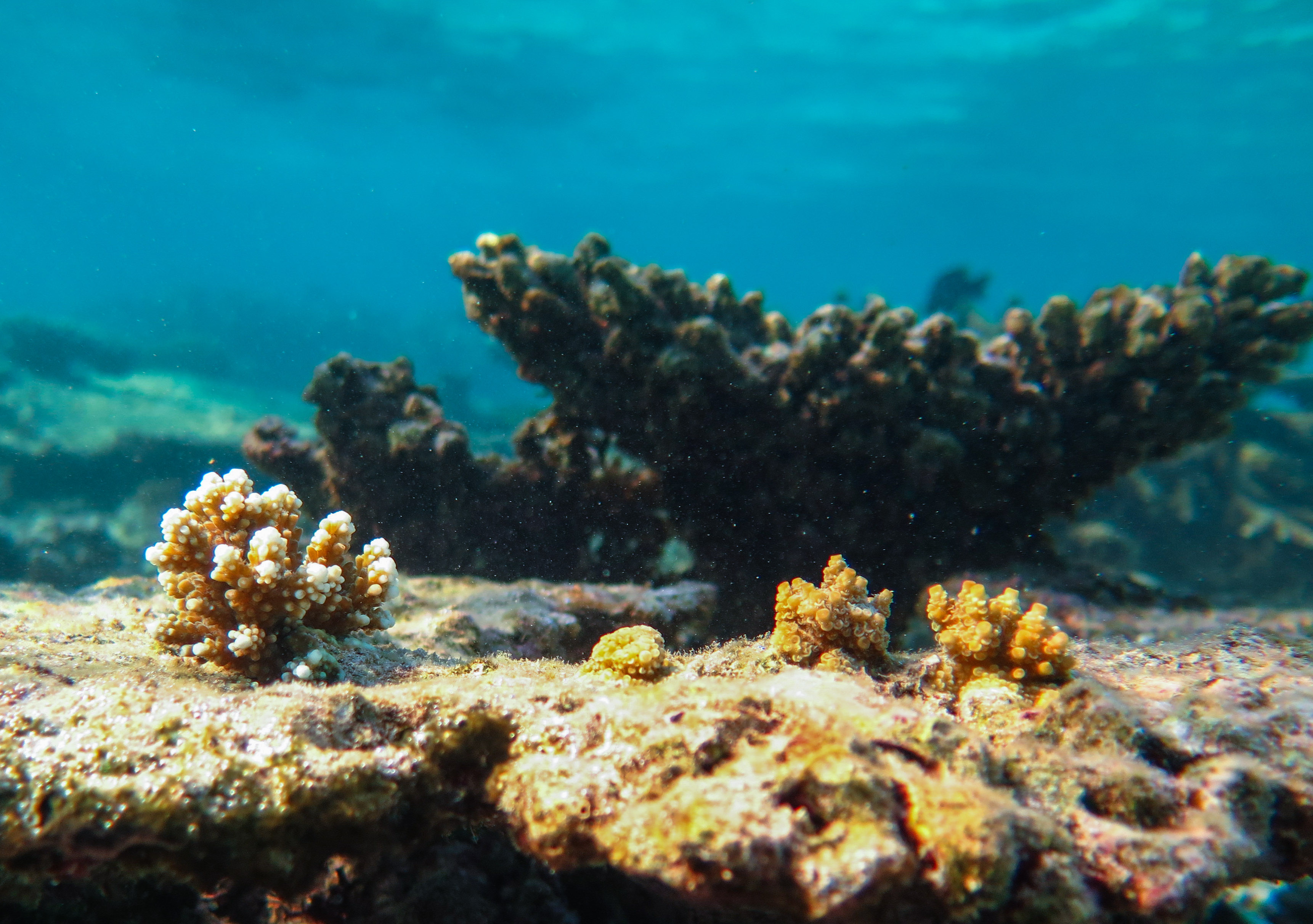 Within The Reef: A new modelling framework to understand coral dynamics ...