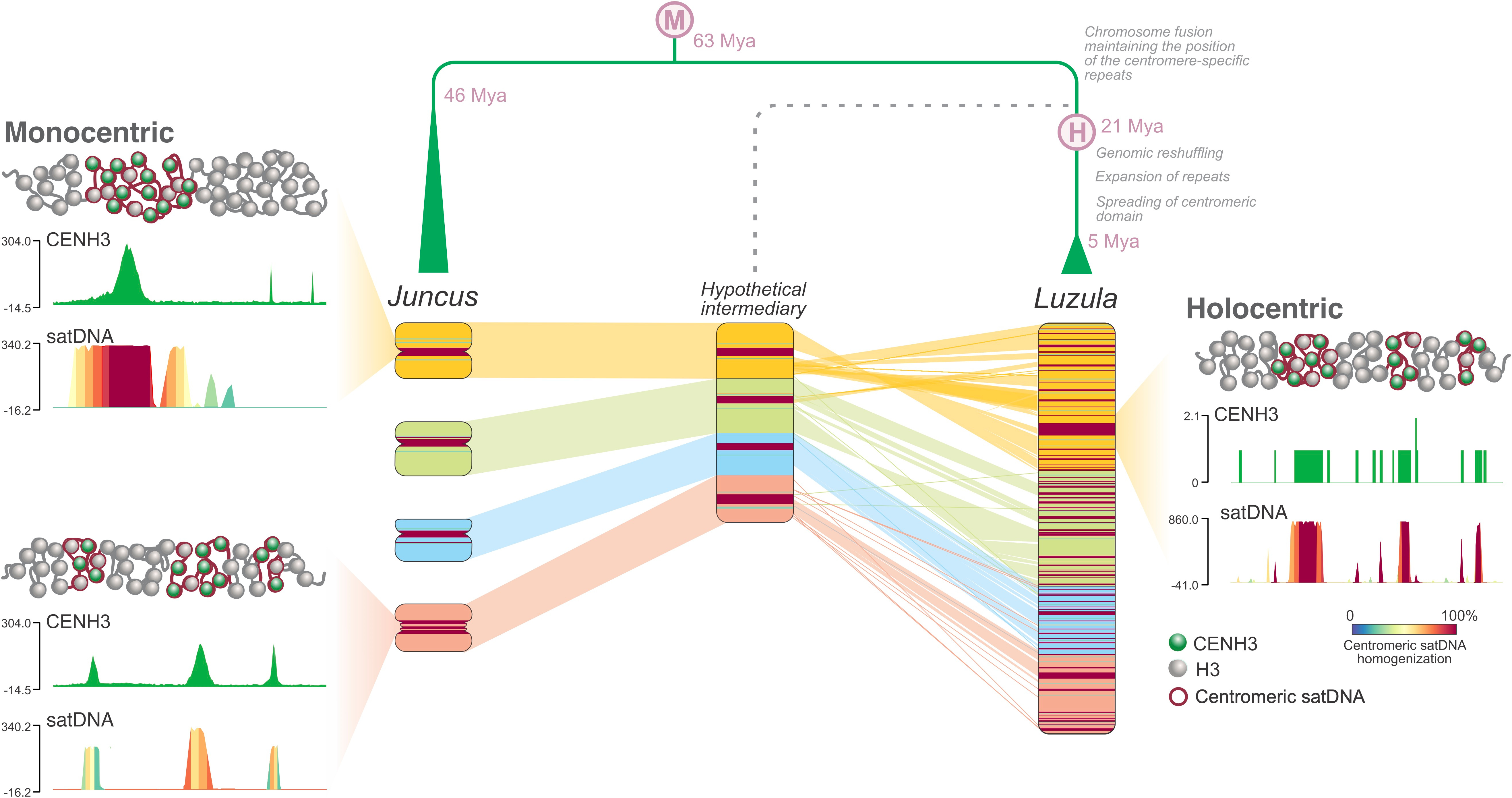 Step by step: evolutionary transition from monocentricity to ...