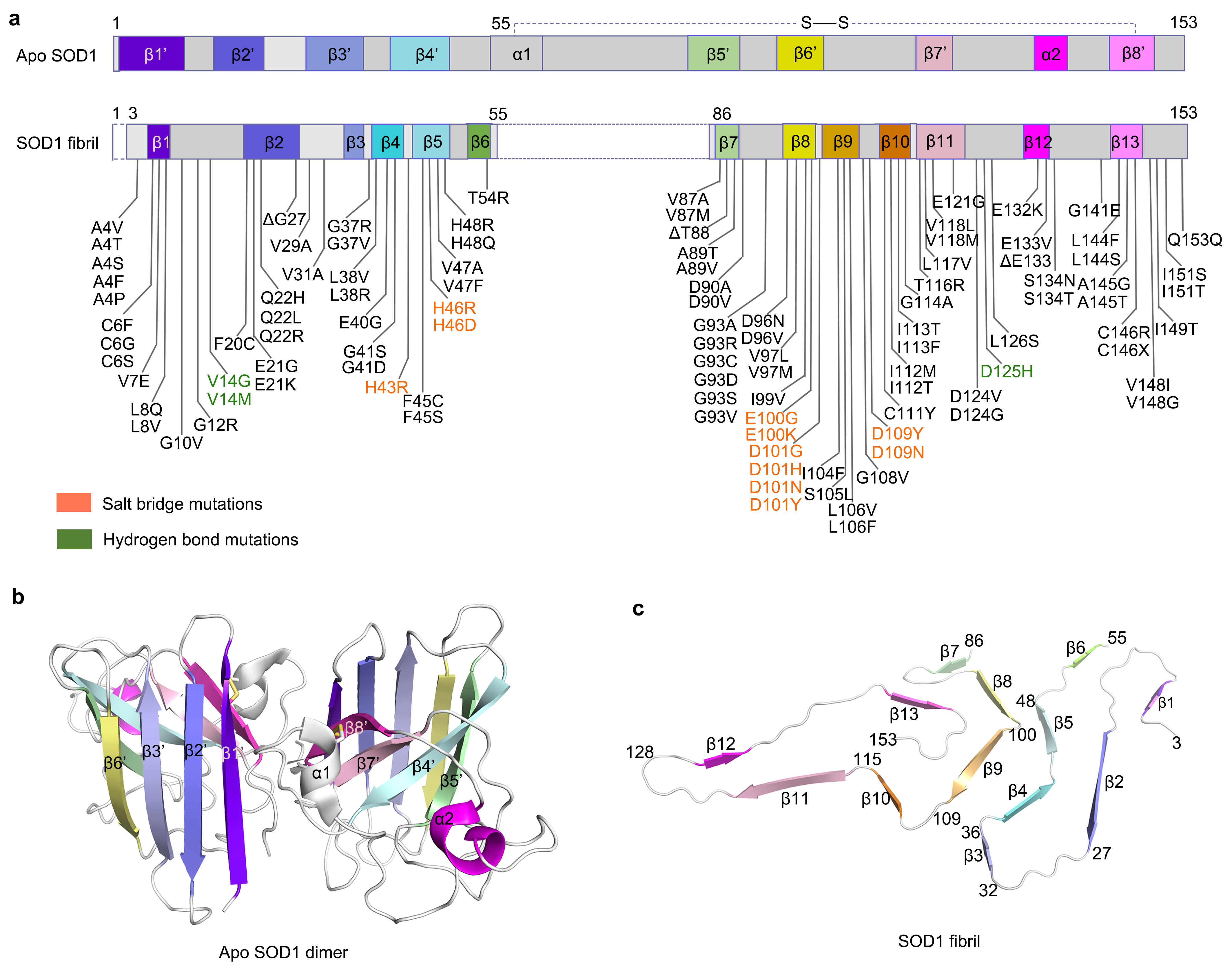 Behind the ALS - How does the protein SOD1 convert between ...