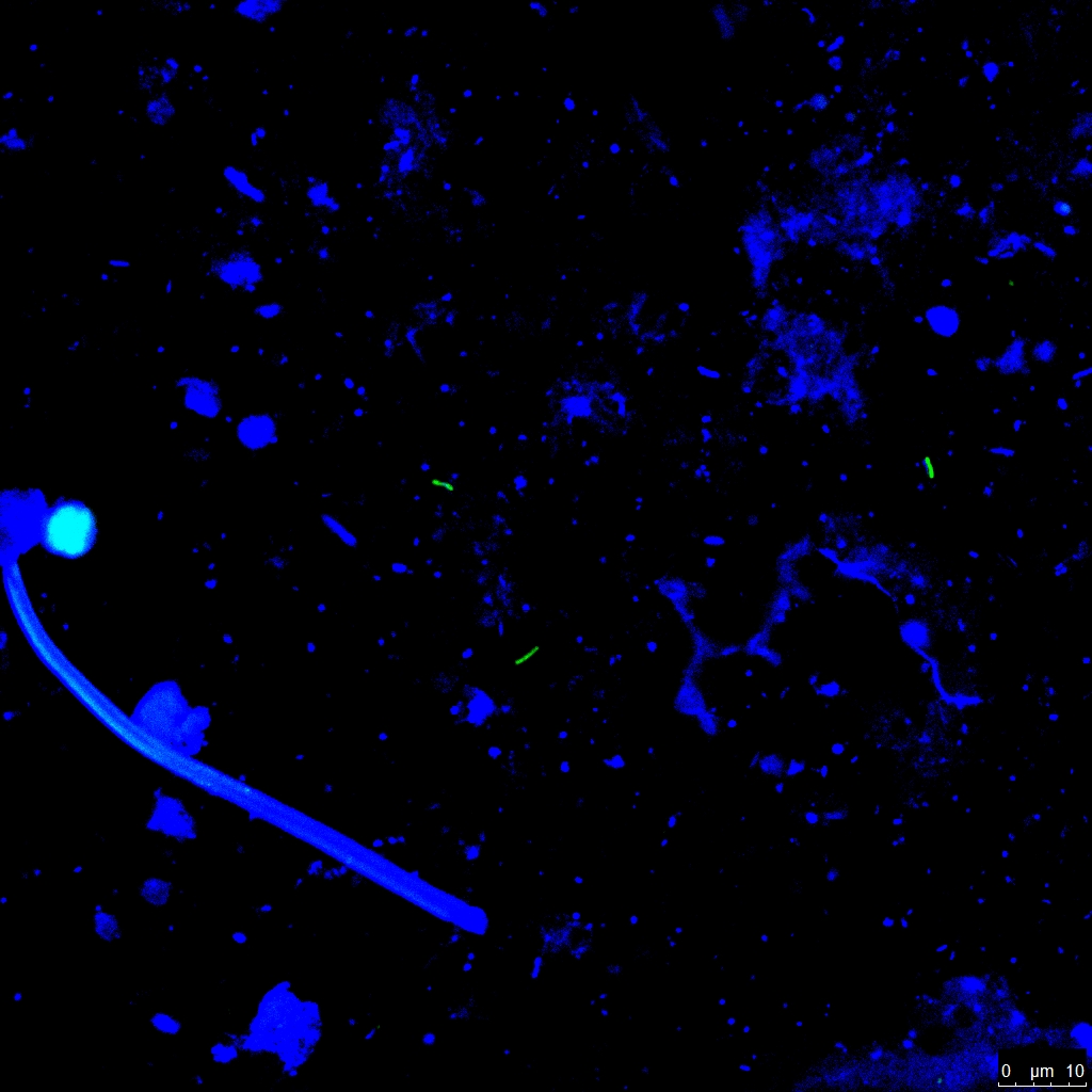 Acidobacteriota -- a missing link in the marine sulfur cycle ...