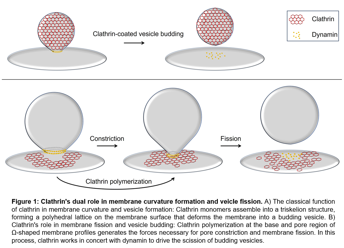 Unveiling Clathrin's New Role: A Paradigm Shift in Membrane Dynamics ...