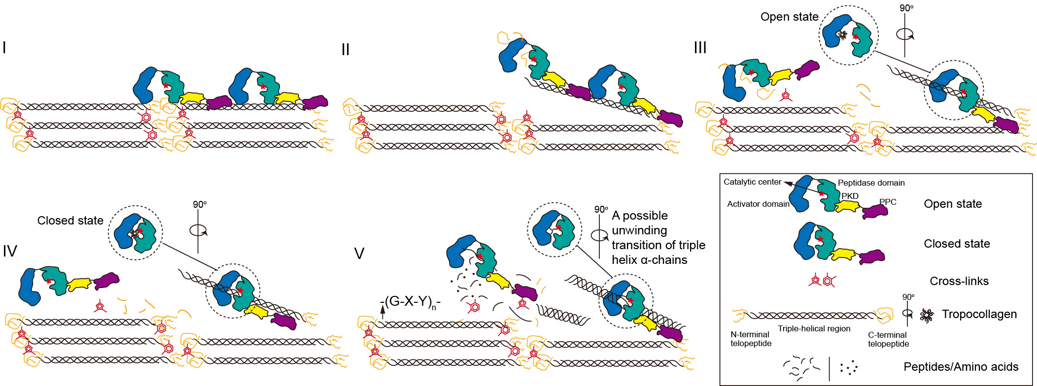 Structure and collagenolytic mechanism of a Vibrio collagenase ...