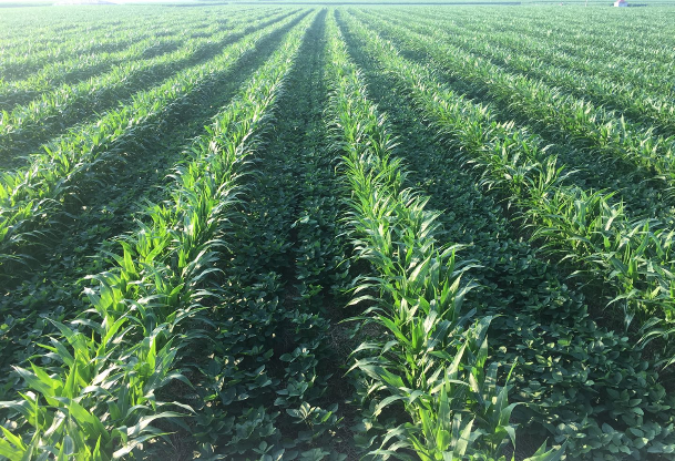 Intercropping: A growing approach to sustainably increase grain yield ...