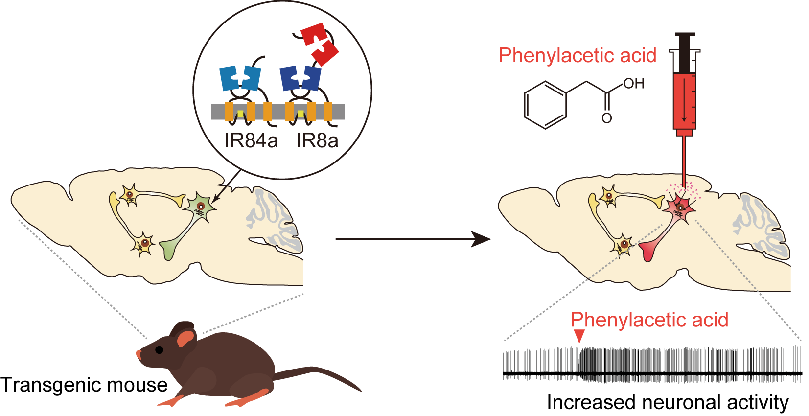 A new chemogenetic system using Ionotropic Receptors from the fruit fly ...