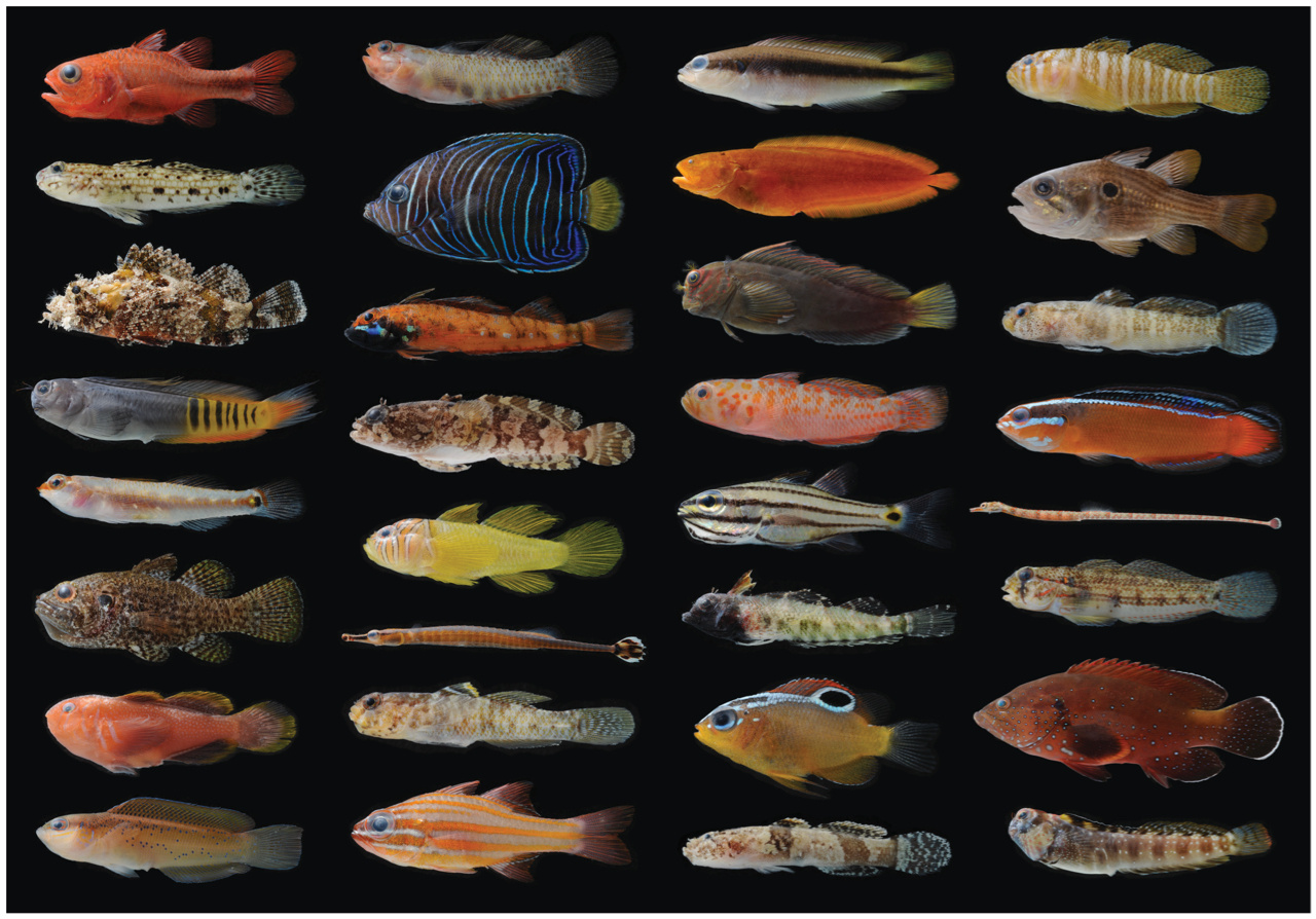 Tiny fish in thermal trouble | Research Communities by Springer Nature