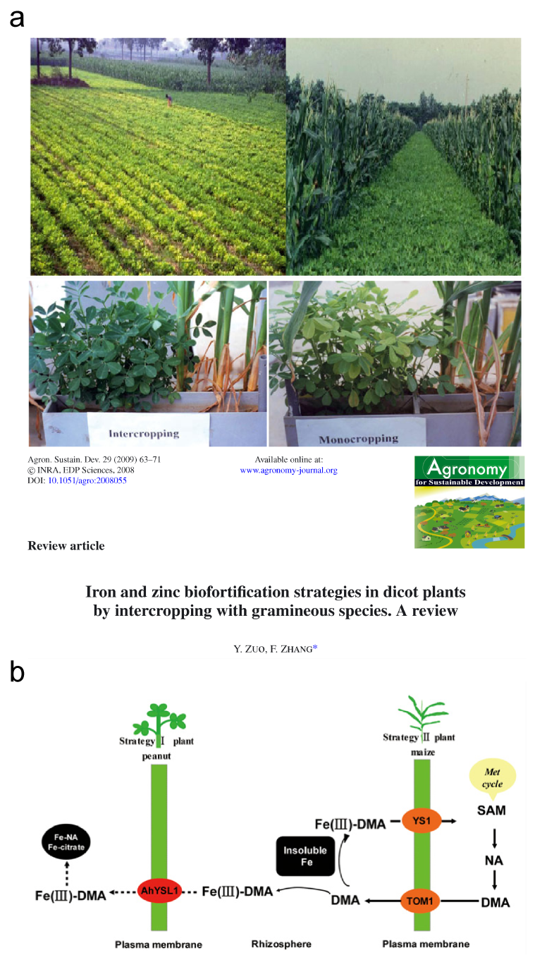 How the rhizosphere microbiome can sustainably improve nutrient ...