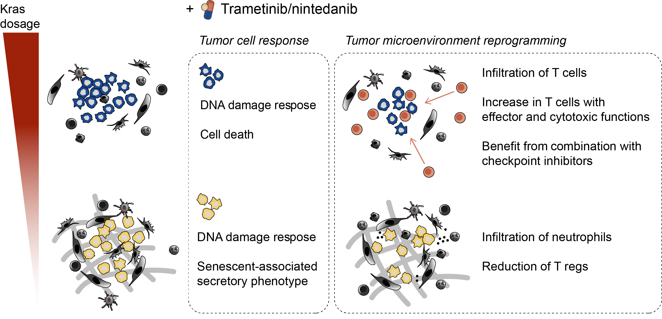 Cold tumors inflame - make mesenchymal pancreatic cancers vulnerable to ...