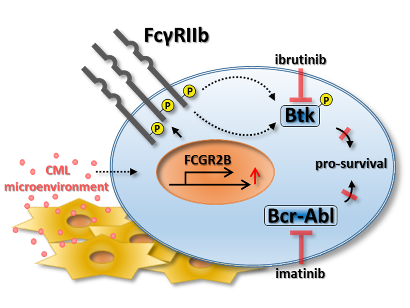 Therapeutic inhibition of FcγRIIb signaling targets leukemic stem cells ...
