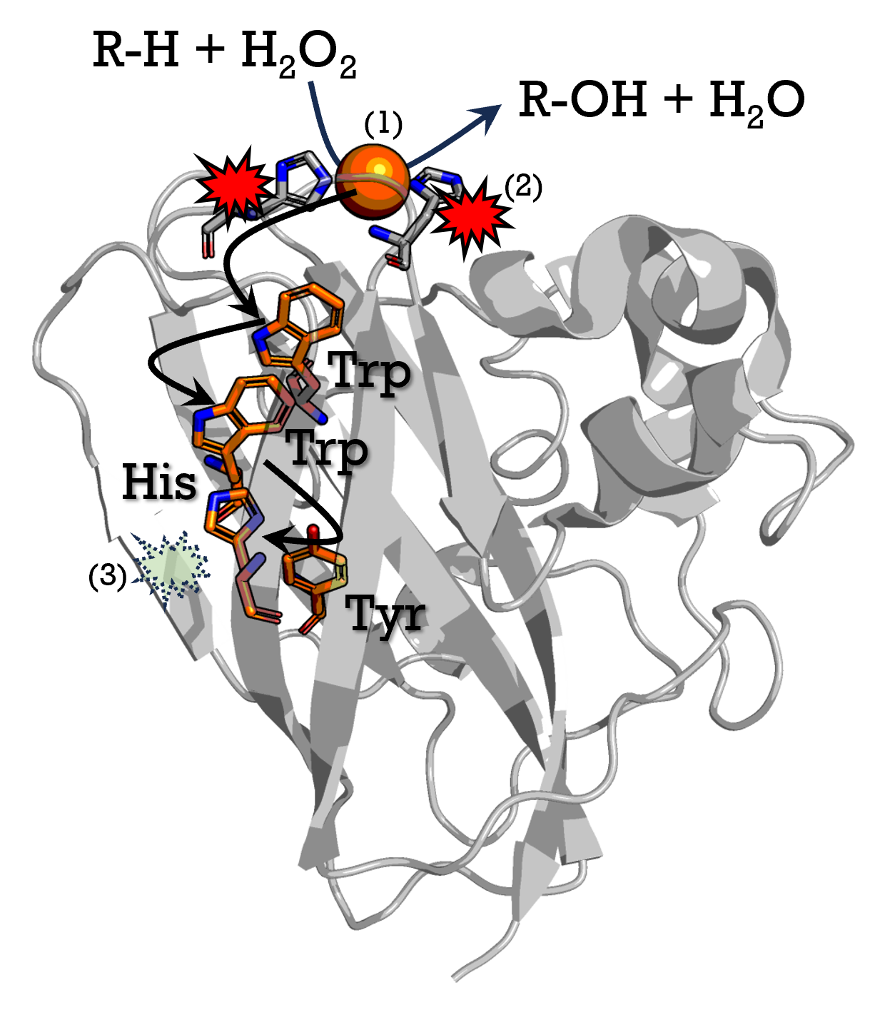 Activity, protection, damage or the rock, paper, scissors game in lytic ...