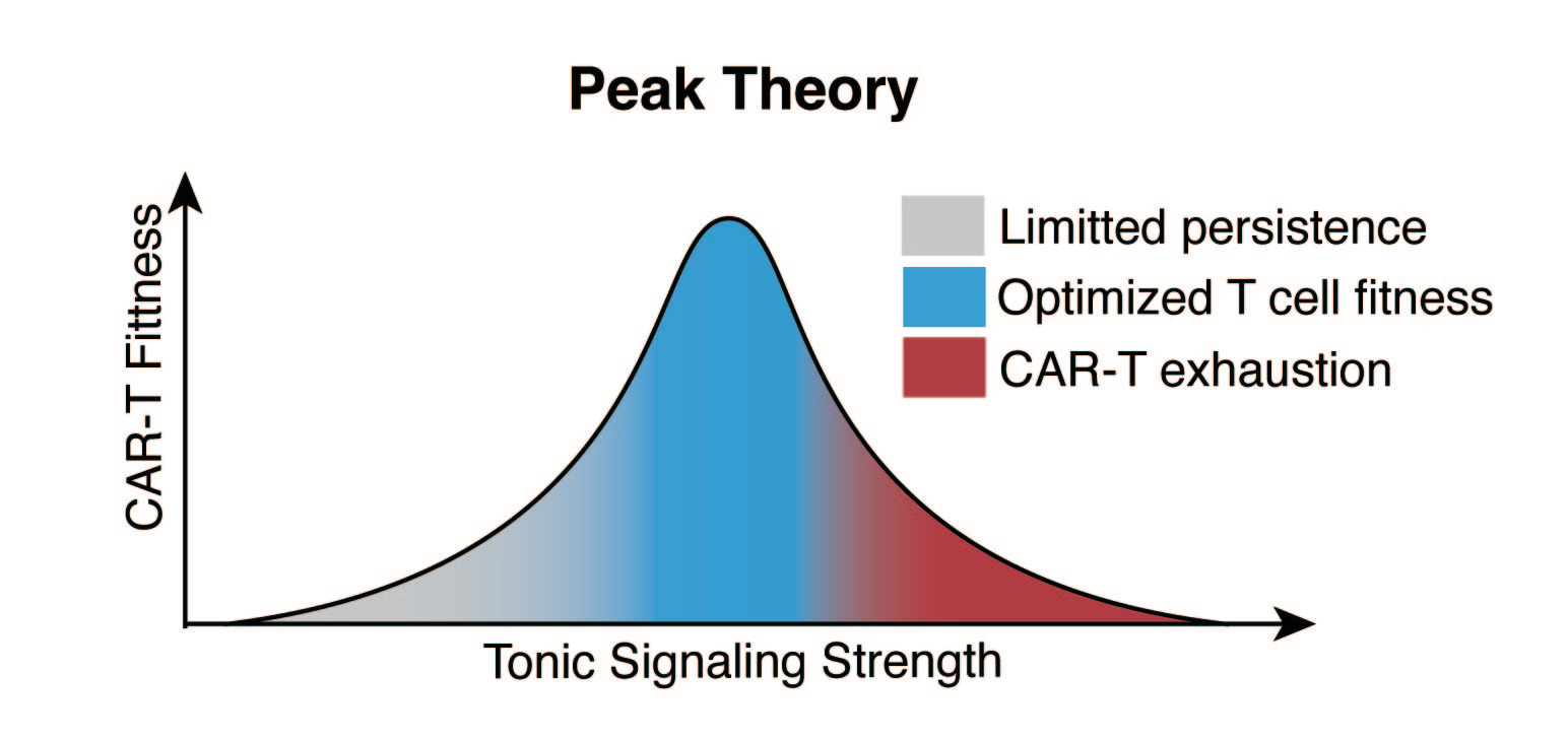 The AI-Driven CAR-T Design Arrives | Research Communities by Springer ...