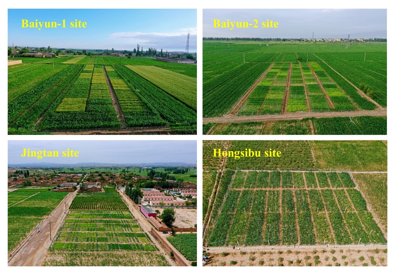 Intercropping: A growing approach to sustainably increase grain yield ...