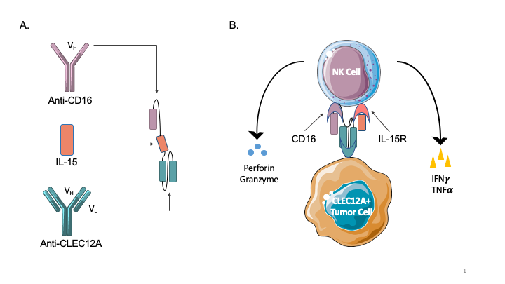 A trispecific killer engager molecule against CLEC12A effectively ...