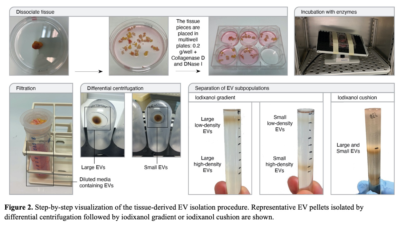 A novel protocol for isolating extracellular vesicles from biological ...