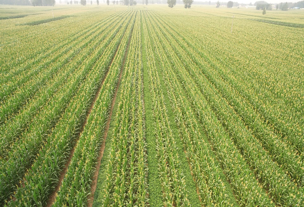 Intercropping: A growing approach to sustainably increase grain yield ...
