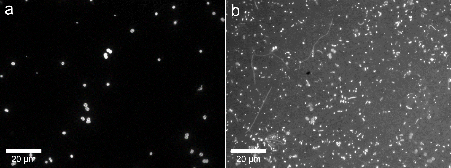 The role of methanotrophy in temperate lakes | Research Communities by ...