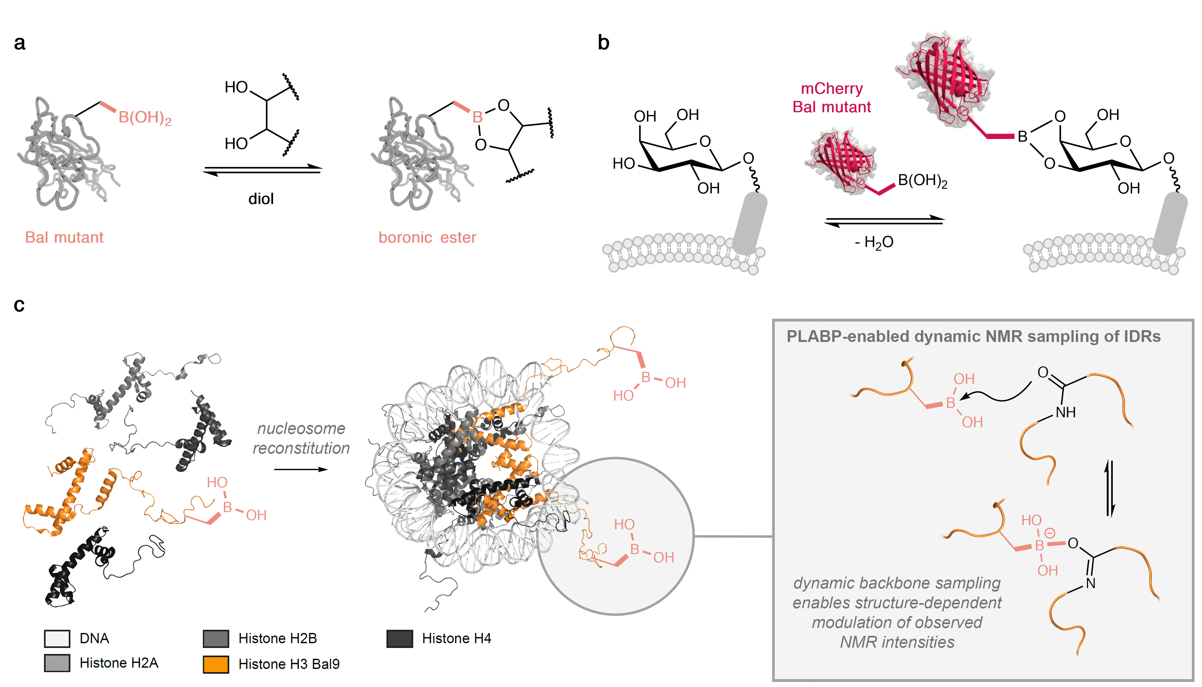 Proteins and Boron: De novo function through Lewis acid•base pairing ...