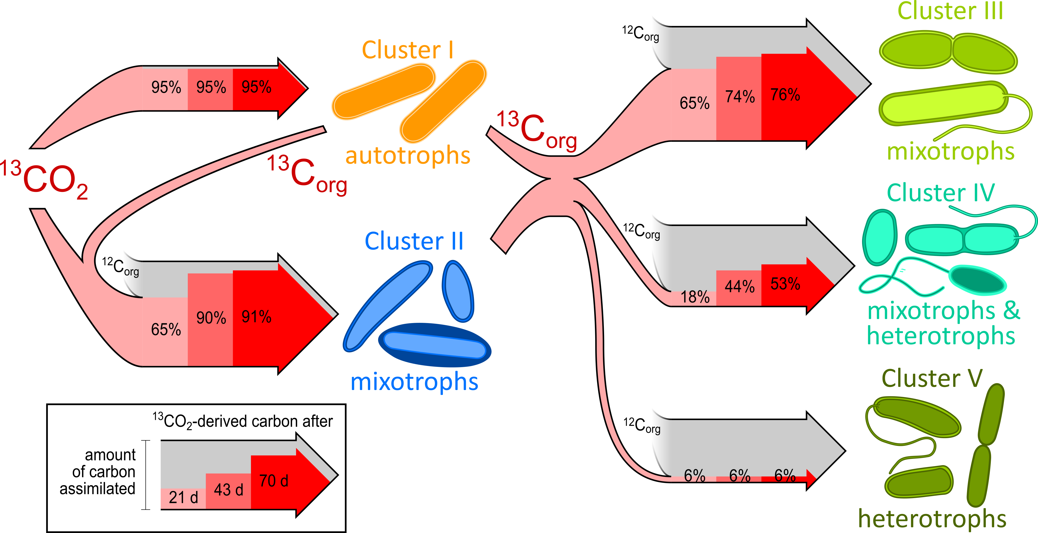 A groundwater microbiome from a carbon atom's perspective | Research ...