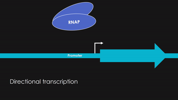 Bacterial promoters - a new direction | Research Communities by ...