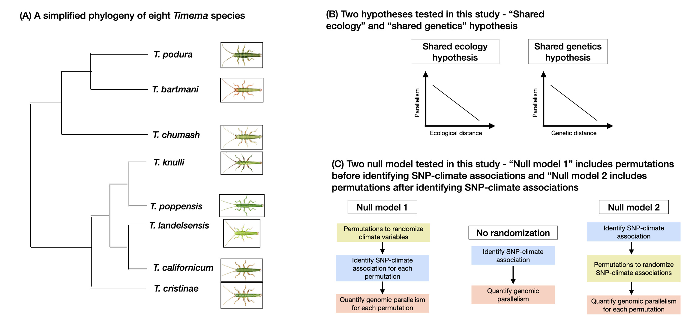 Climate adaptation in Timema stick insects | Research Communities by ...