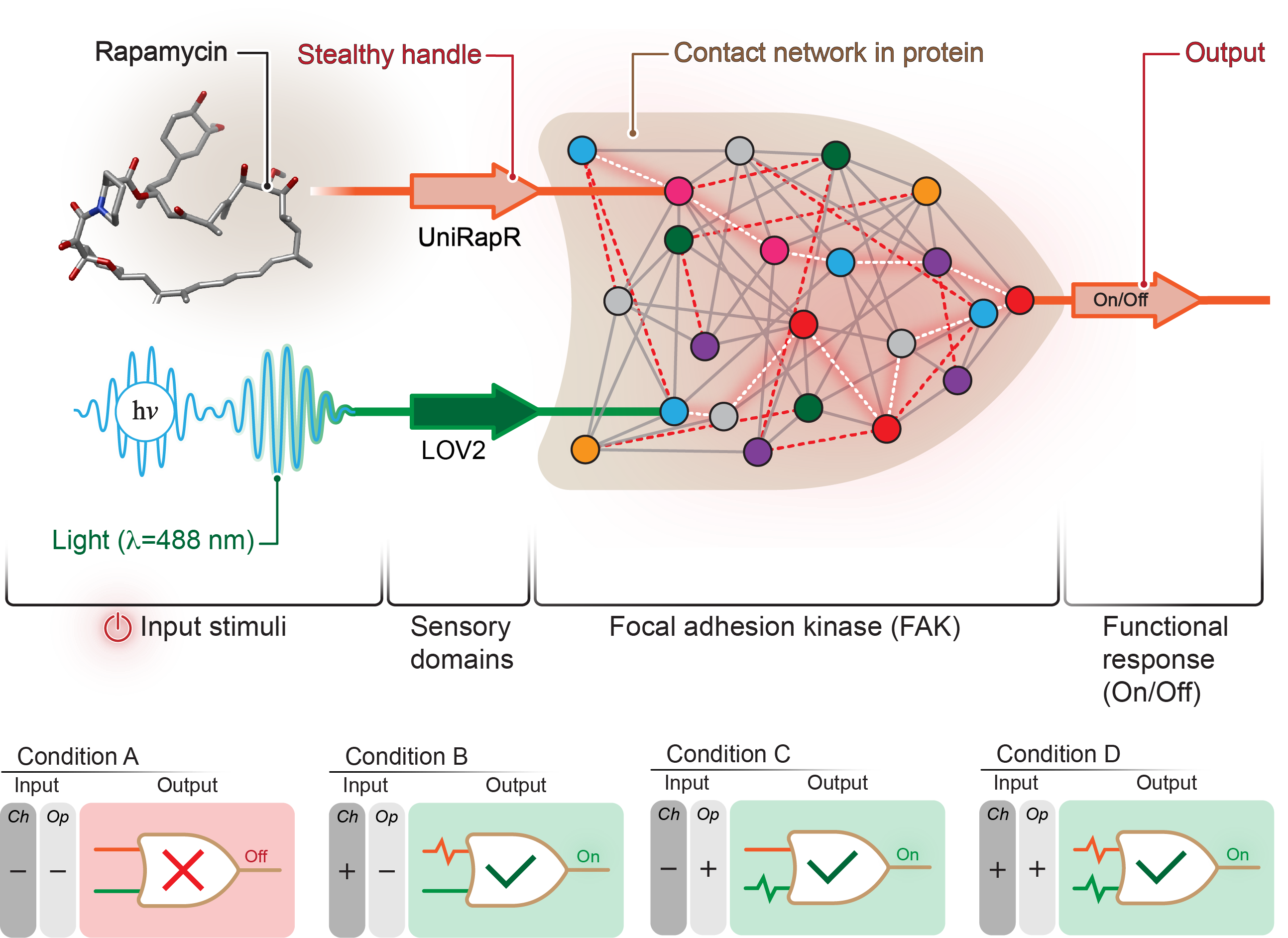 Two-input protein logic gate for biological computation | Research ...