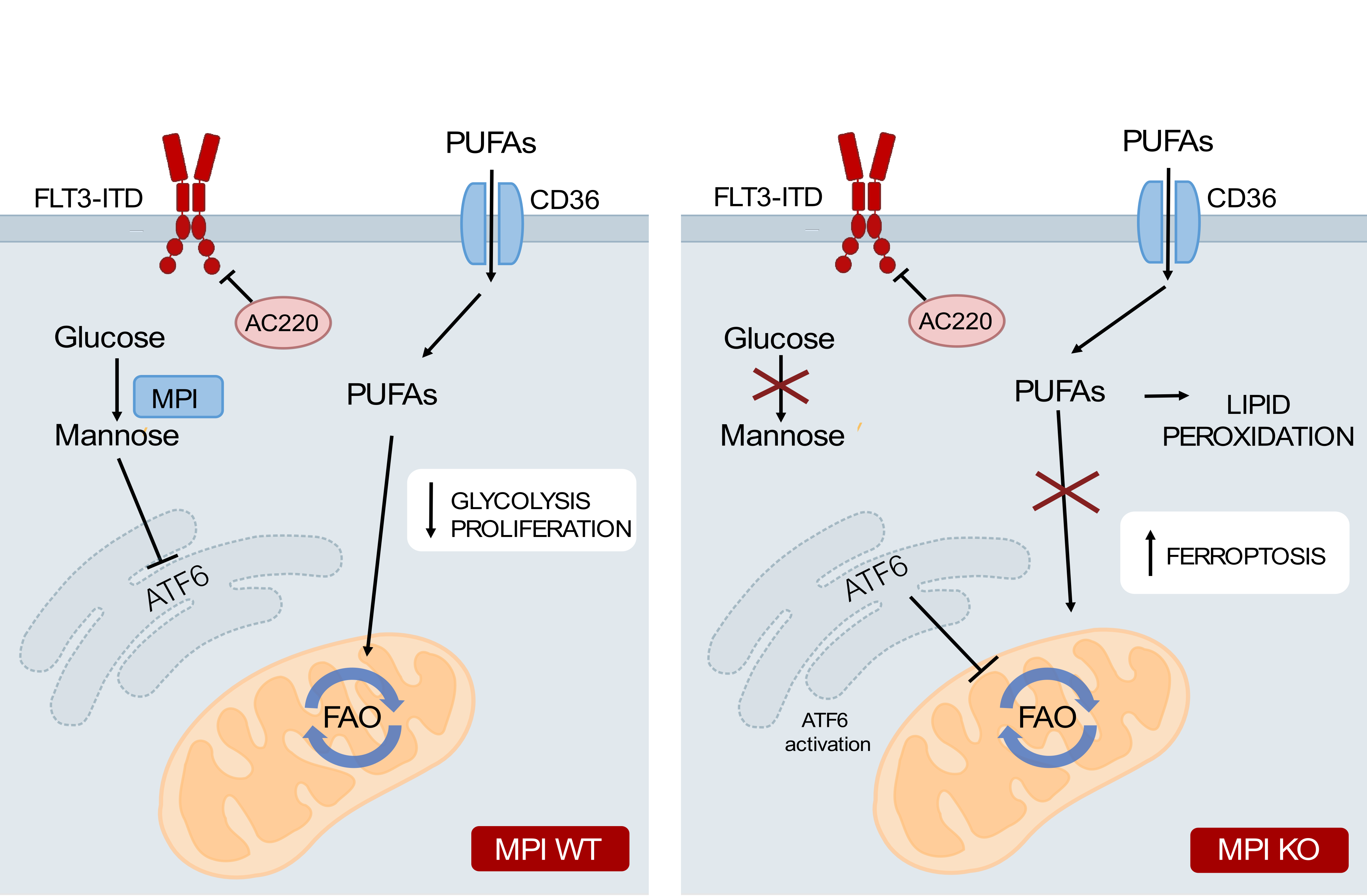 Mannose metabolism inhibition sensitizes acute myeloid leukemia cells ...
