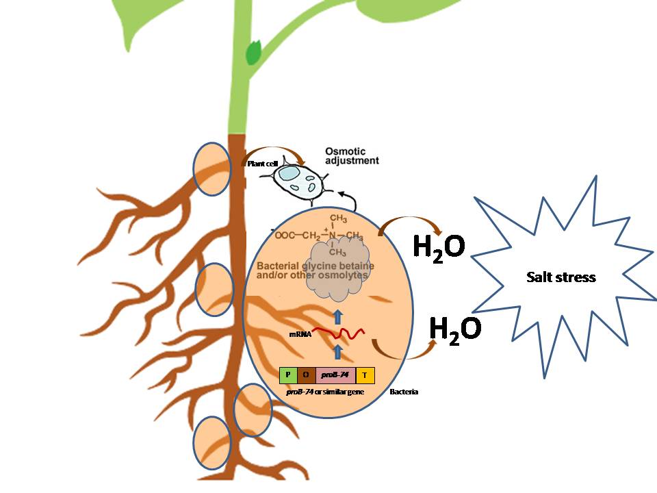 Microbe-mediated salinity tolerance in plants | Research Communities by ...