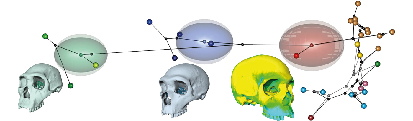 Modelling ancestral morphologies to understand the origin of our ...