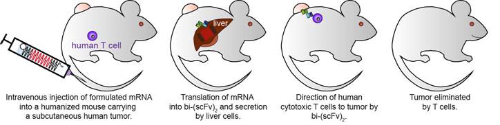 Enabling the patient's body to synthesize its own anti-cancer drug ...