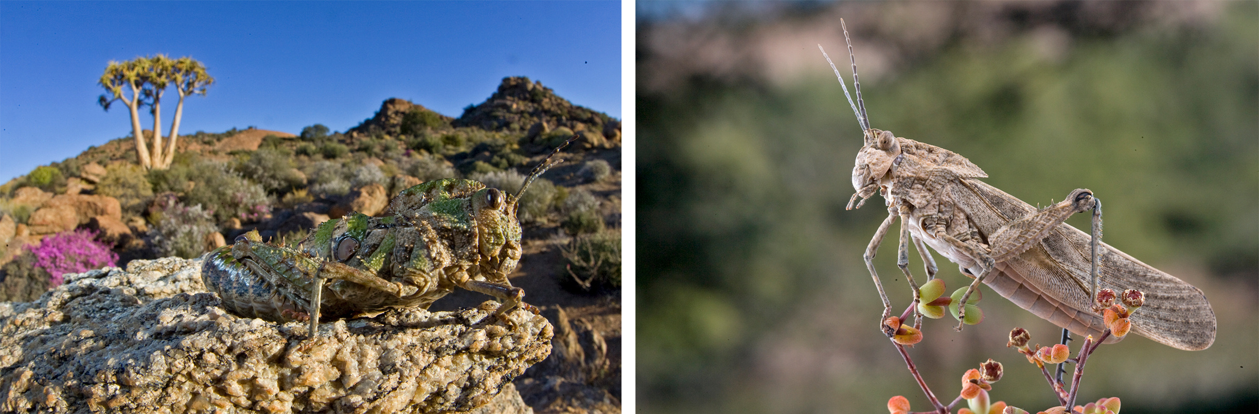 Transcriptomes, fossils and singing insects | Research Communities by ...