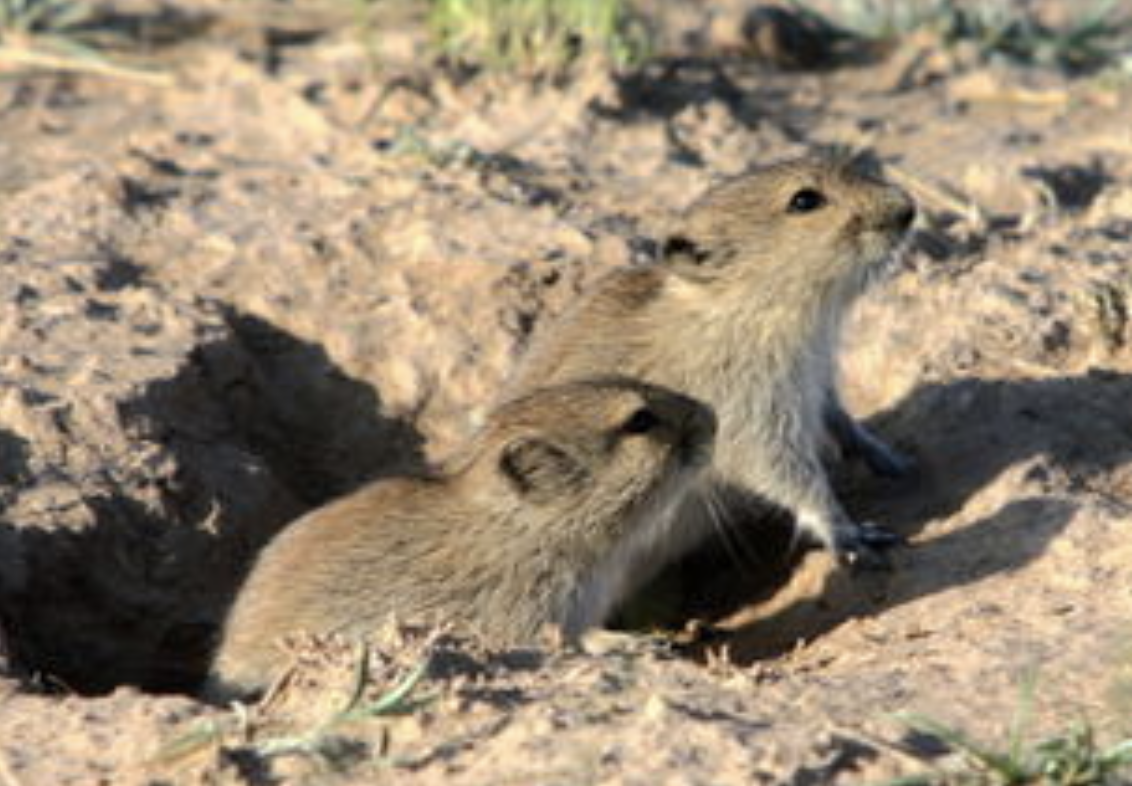 Coprophagy prevention alters microbiome, metabolism, neurochemistry and ...