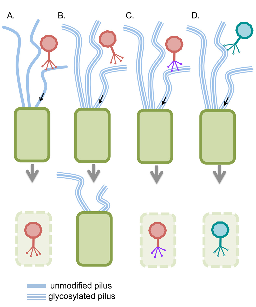 Bacteria sugar-coat their pili to fend off phages | Research ...