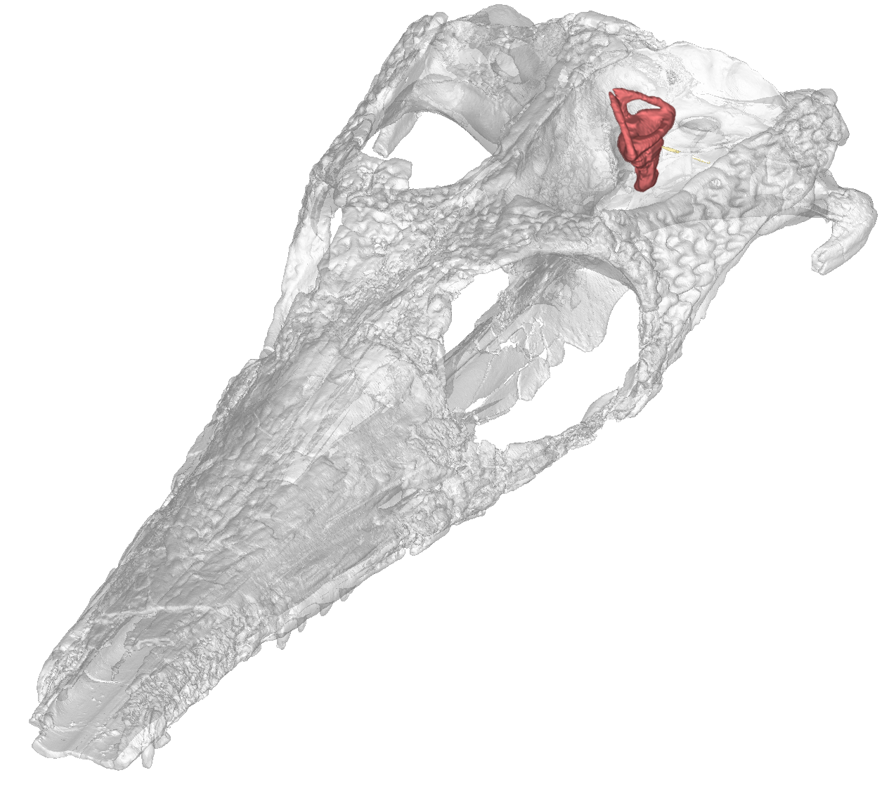 Inner ears give a unique insight into ancient crocodile relatives ...