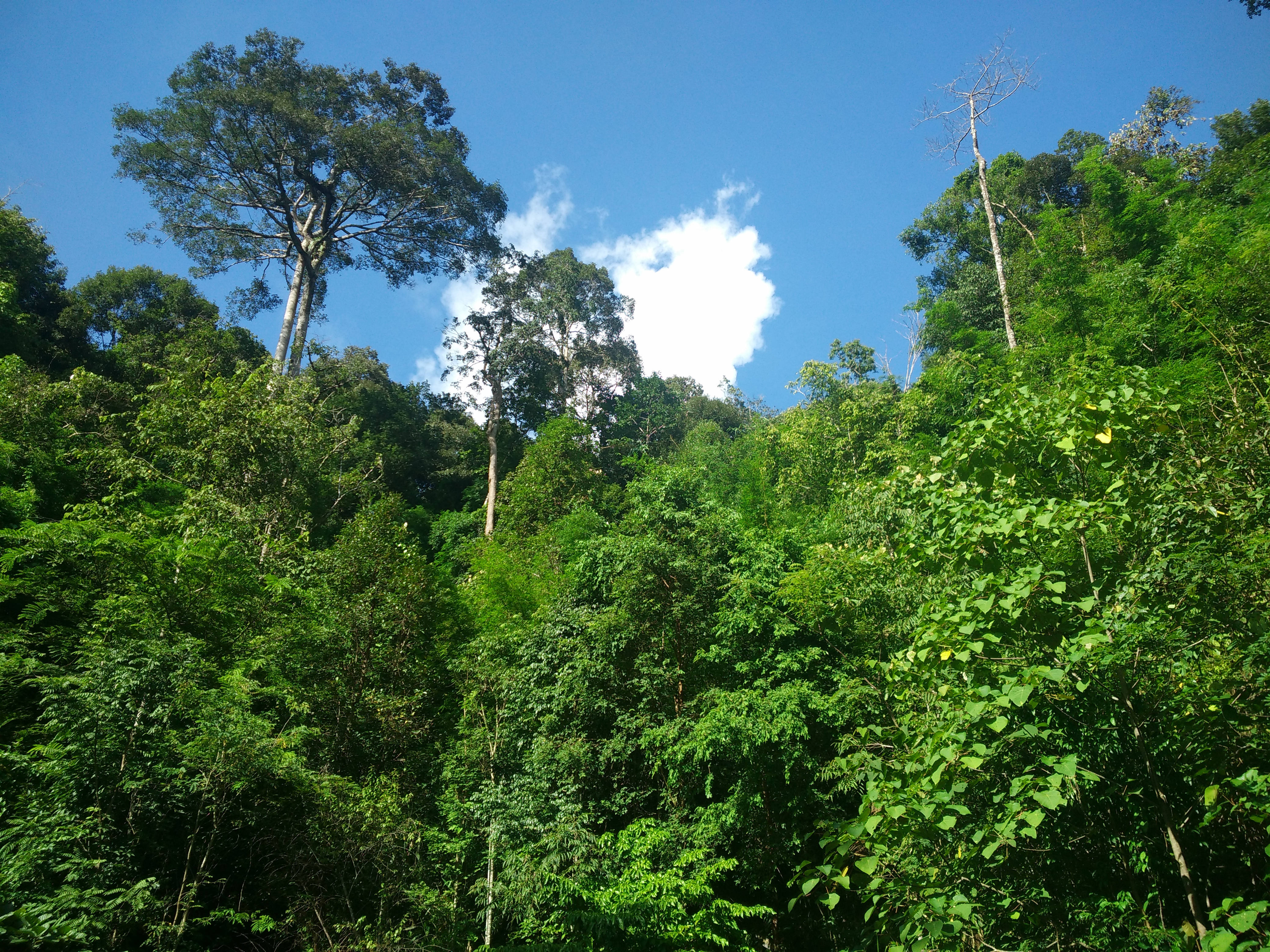 A new agricultural frontier from the highland forests of Southeast ...