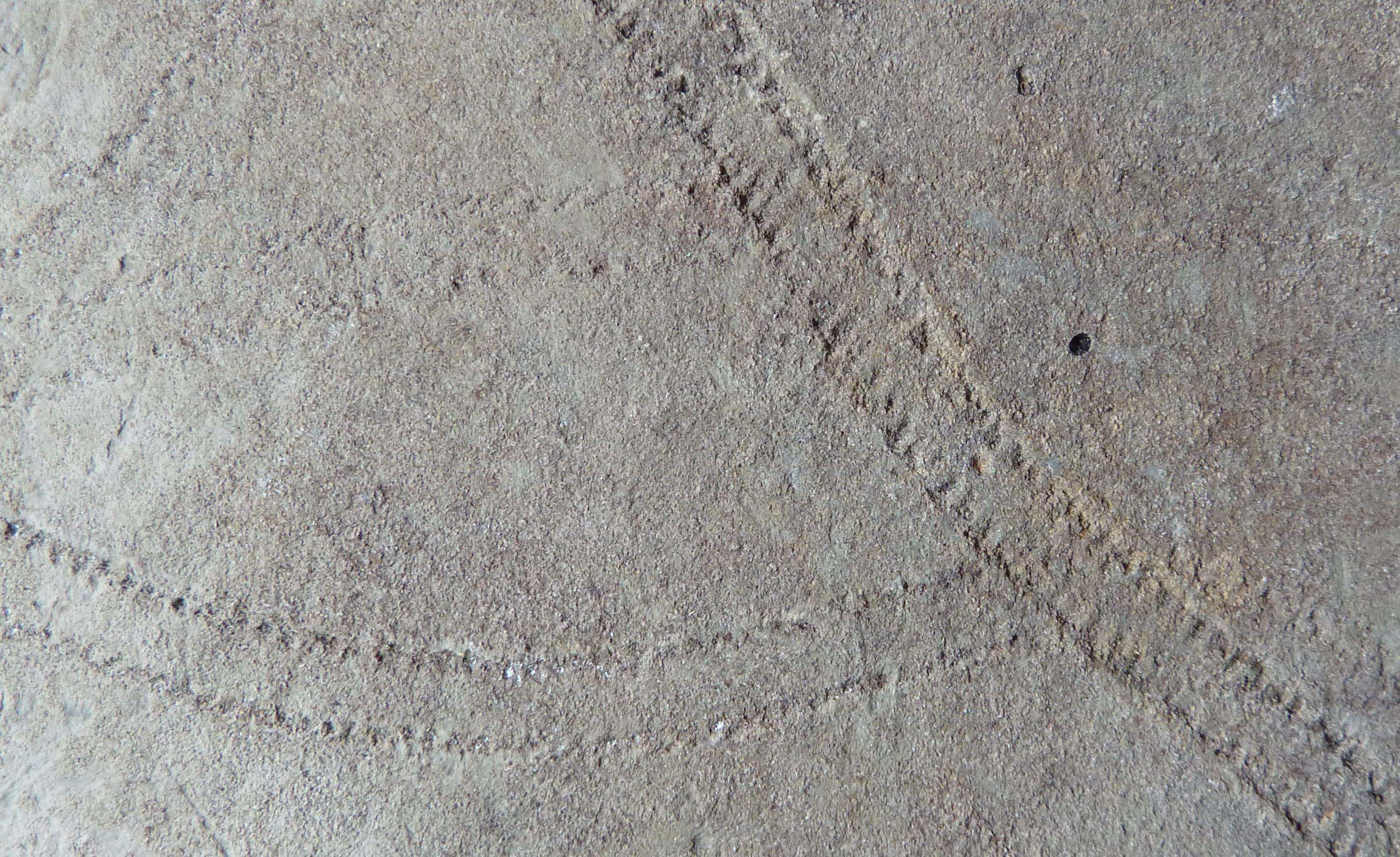 Tracking the invasion of land | Research Communities by Springer Nature