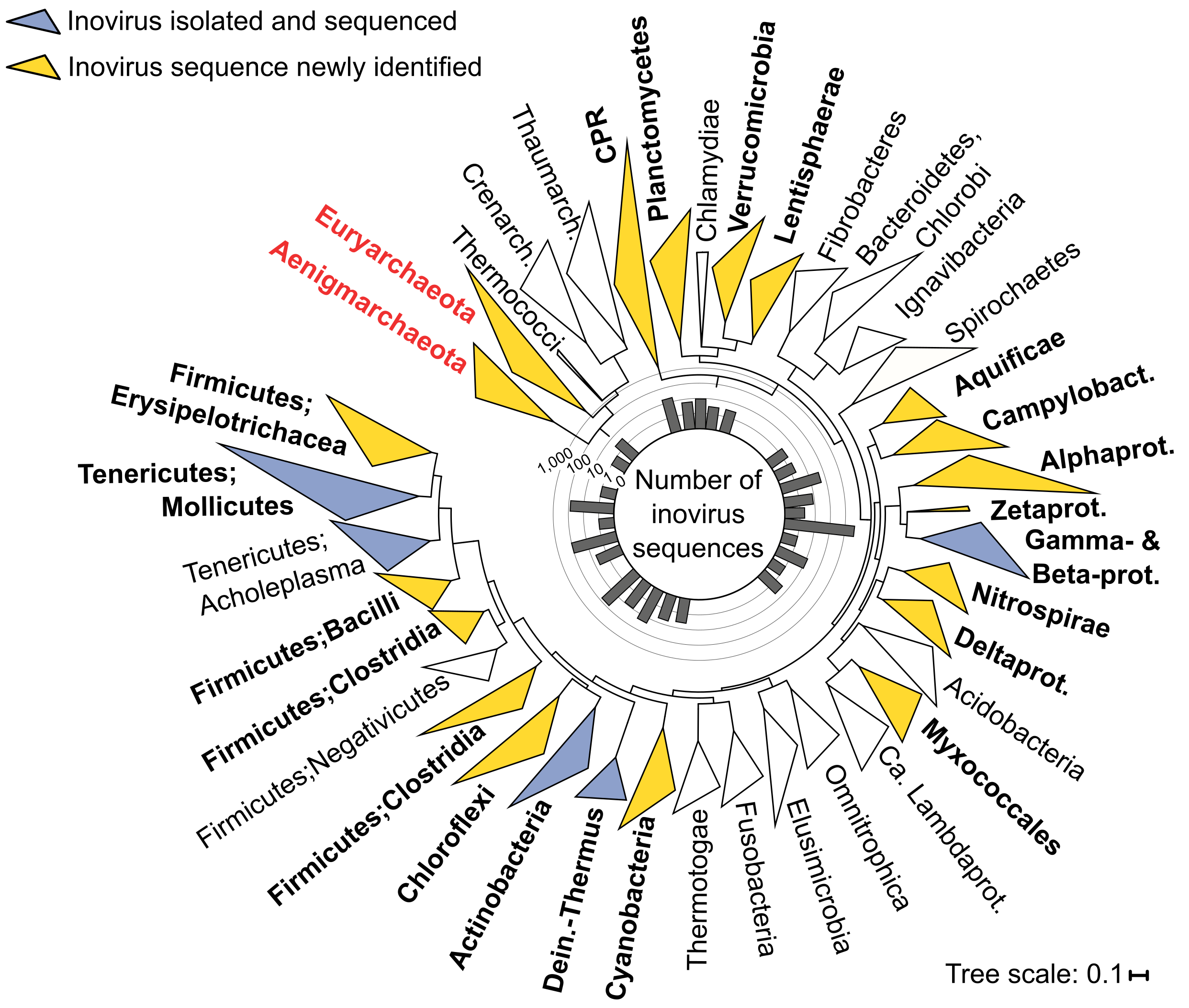 Expanding inovirus diversity: the rise of the small and inconspicuous ...