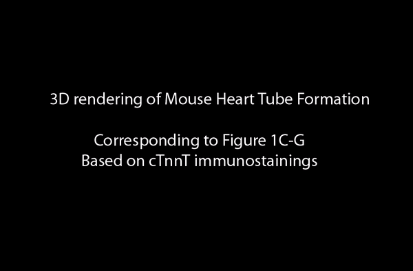 Visualizing embryonic heart formation in real time: | Research ...