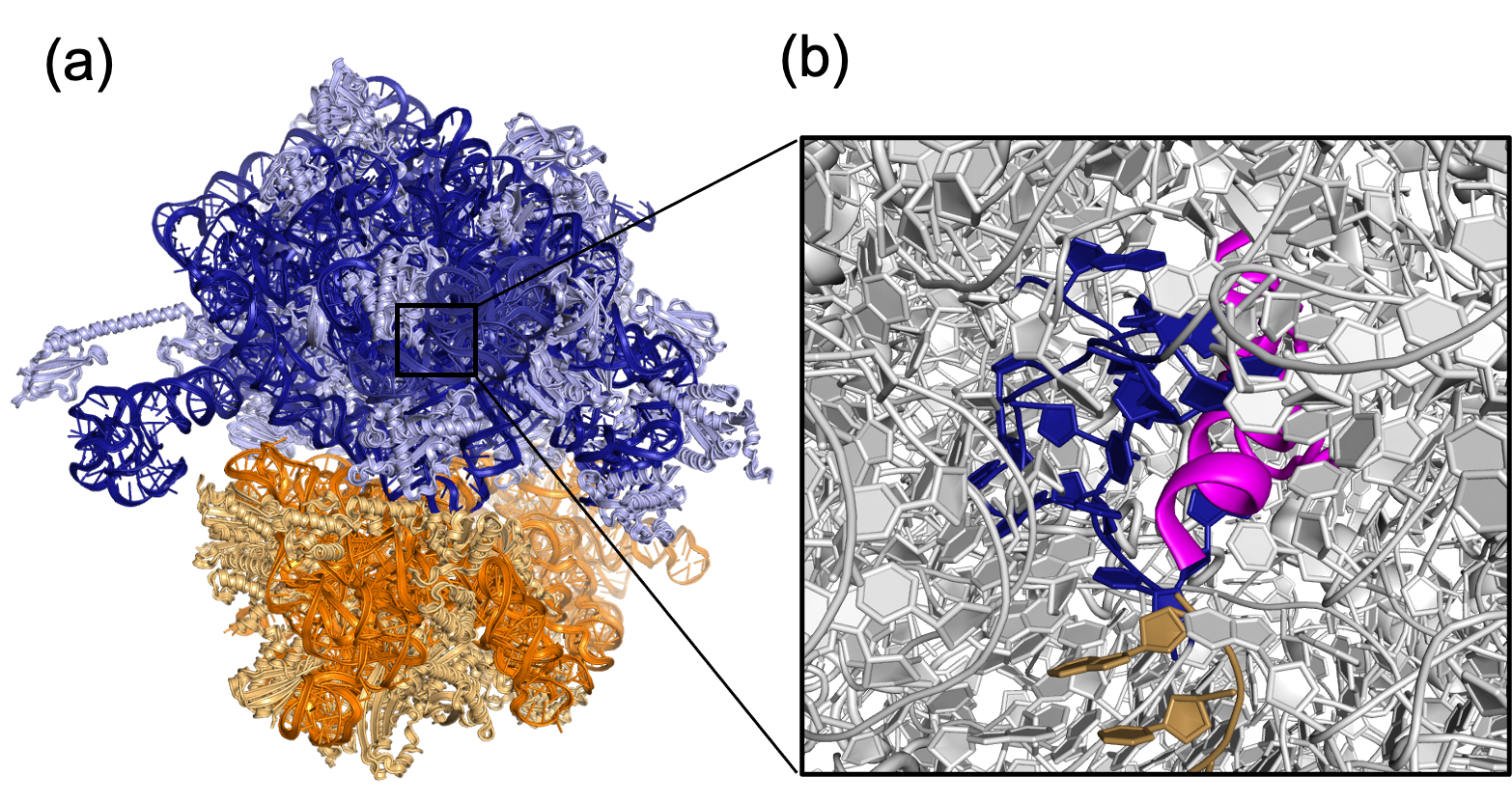 Engineered ribosome and teamwork made it happen | Research Communities ...