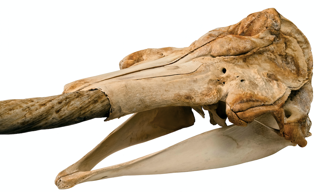 The crown, not the root! On teeth and dentition in Narluga, the hybrid ...