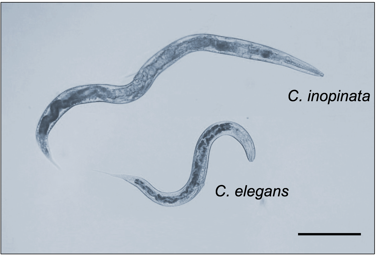 Caenorhabditis inopinata: the unexpected sibling species of C. elegans ...